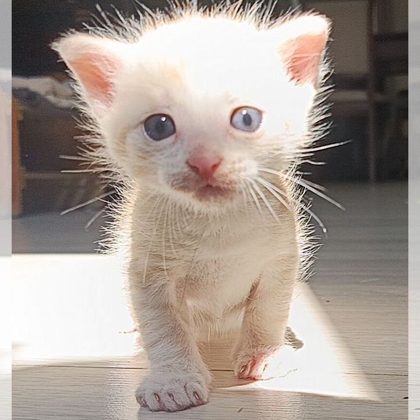 Котята