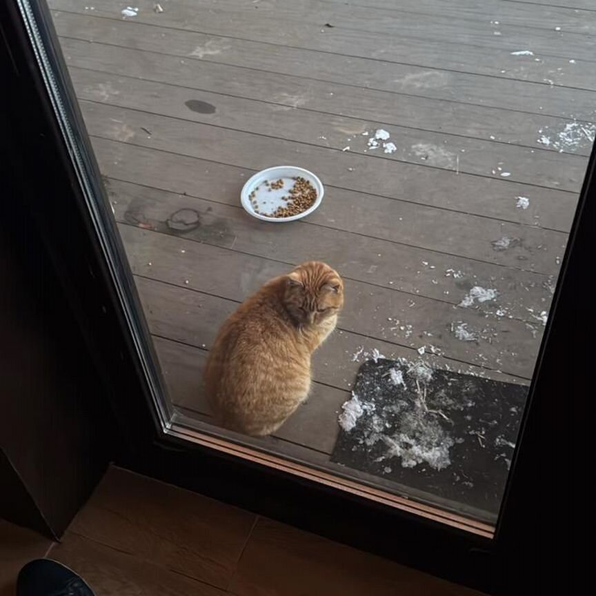 Кошки в добрые руки