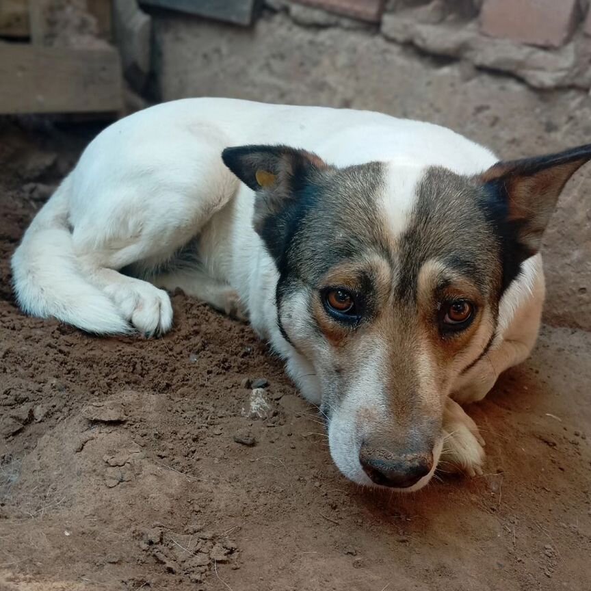 Взрослая собака в добрые руки