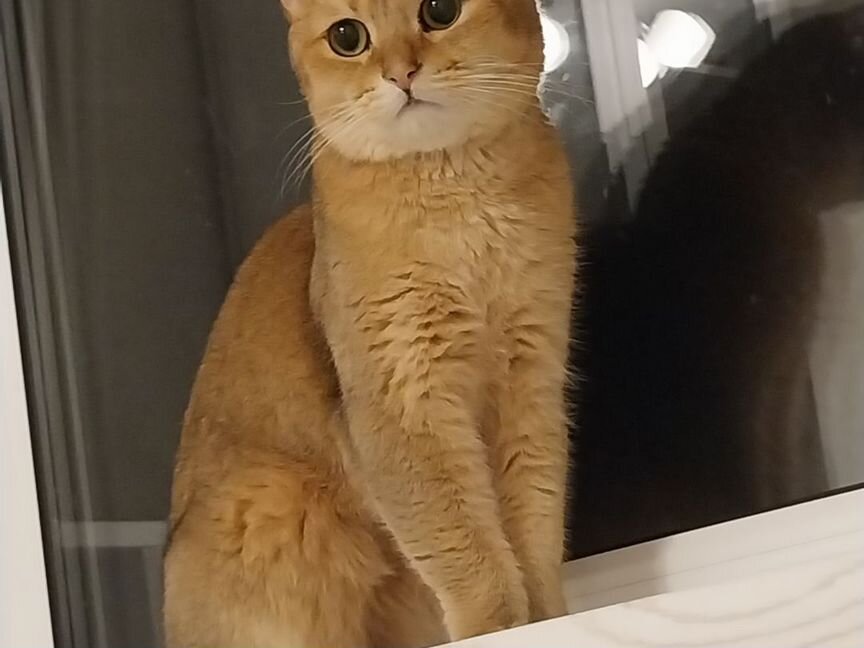 Кот в добрые руки