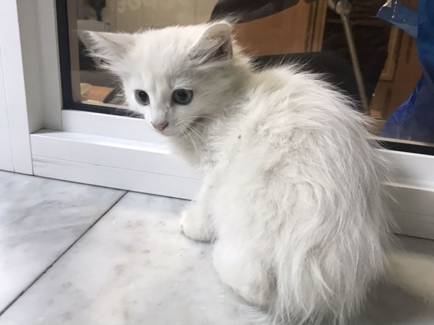 Котенок,девочка-беляночка