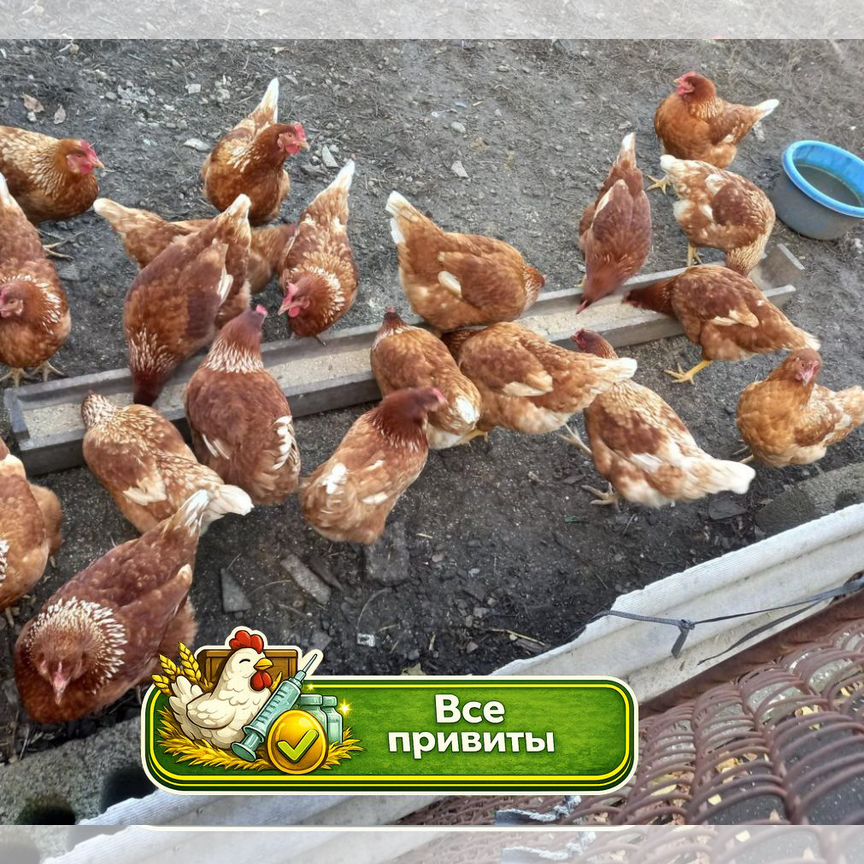 Куры несушки с доставкой