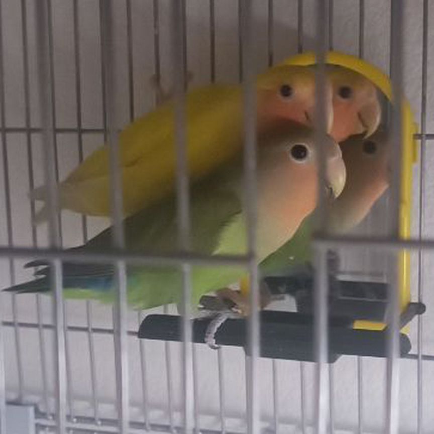 Попугай неразлучники с клеткой