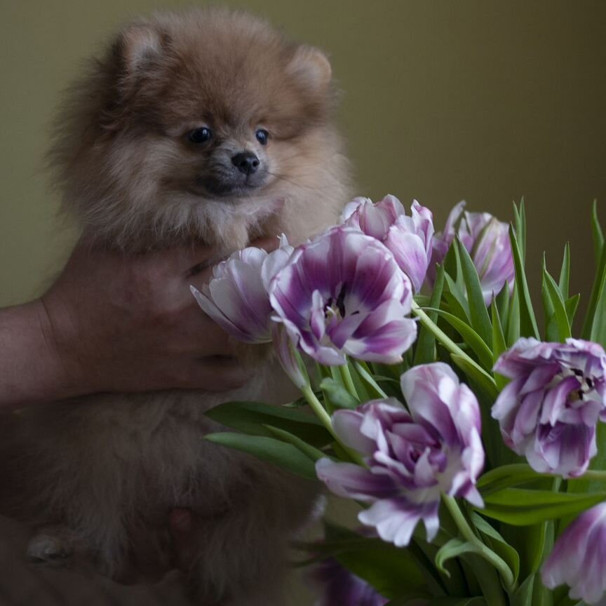 Щенки шпица мальчик 3 месяца