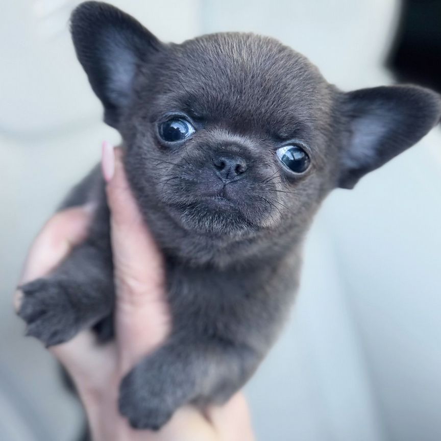 Чихуахуа, щенок