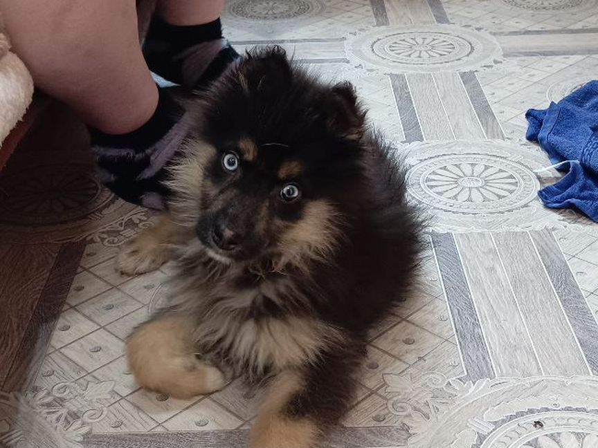 Щенок девочка в хорошие руки