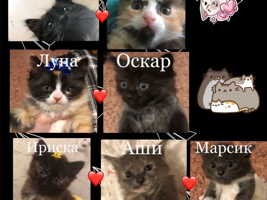 Милые котятки(2 месяца)