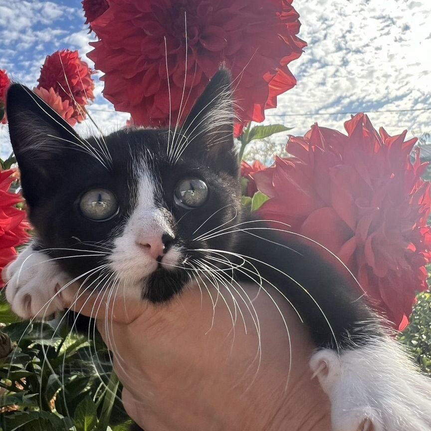 Котик 2 месяца ждет свою семью