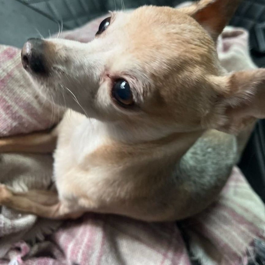 Нашли собачку