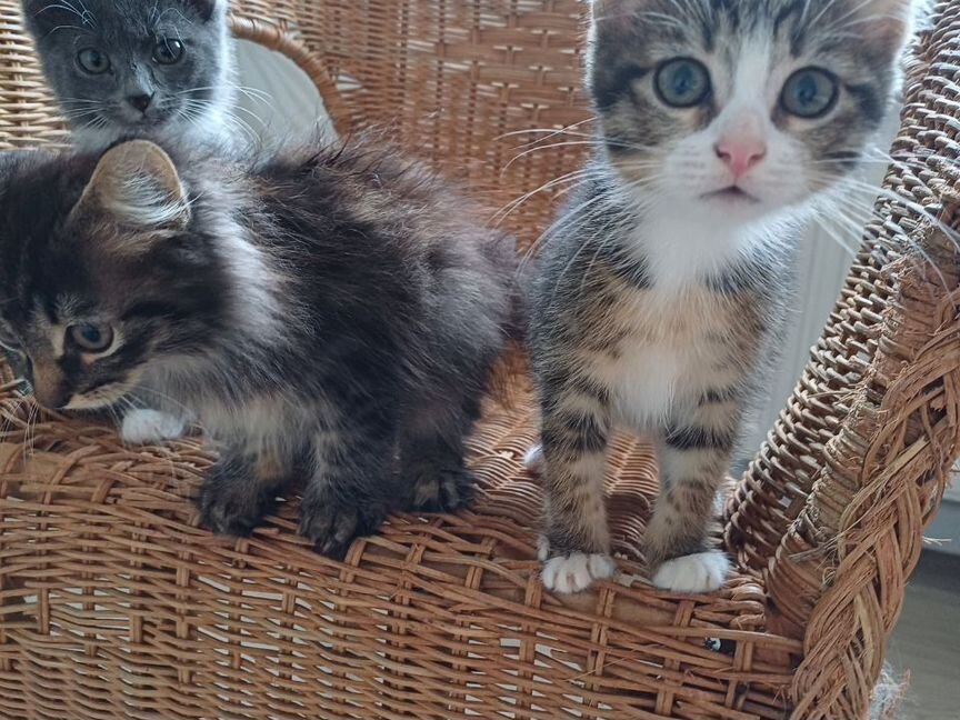 Коты (смешные, позитивные)