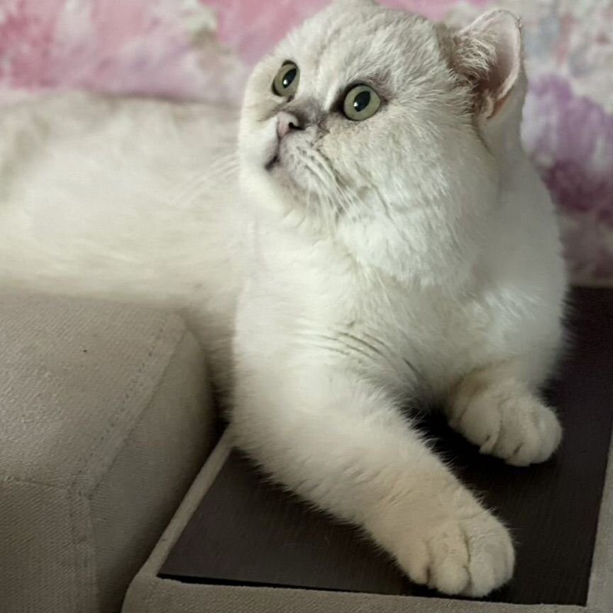 Продам кота Британский шиншилла Белое золото