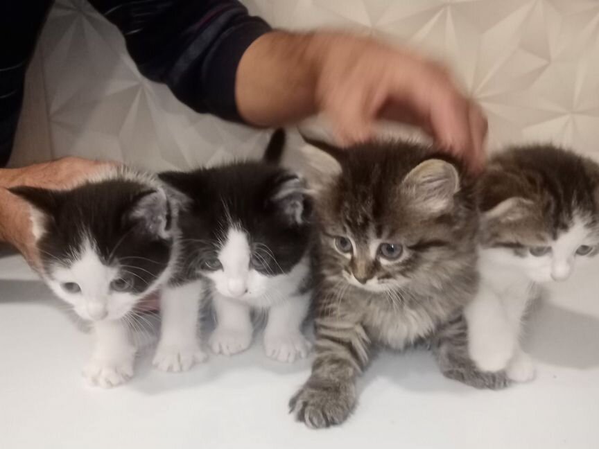 Котята в добрые руки