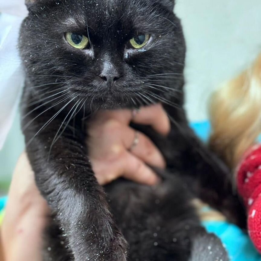 Кошка Бакс из приюта