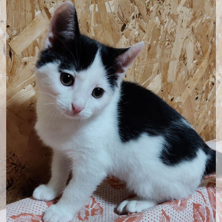 Котёнок в добрые руки