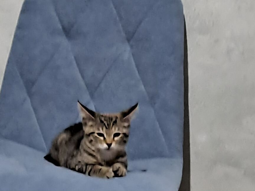 Котёнок