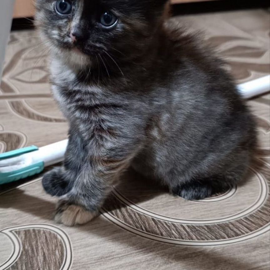 Кошка пушистая