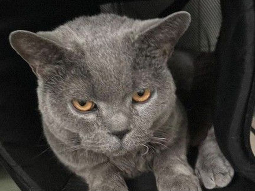 Кот (британский по виду) в добрые руки