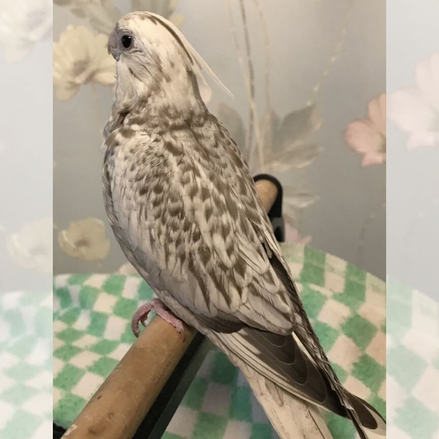 Птенец попугая карелла безщекий жемчужный самец