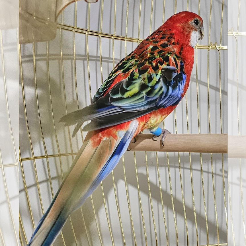 Попугай Розелла красный