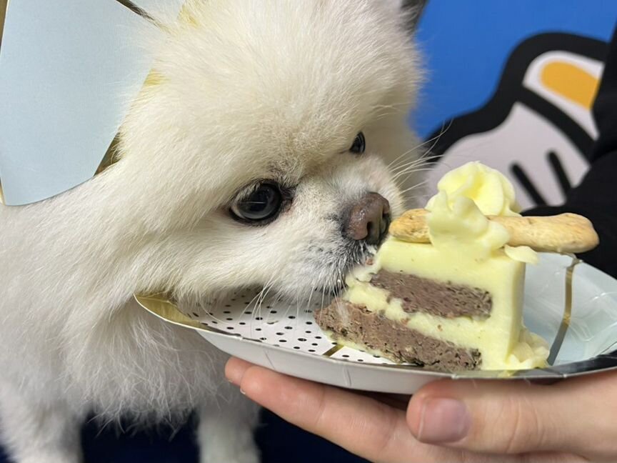 Торты для собак