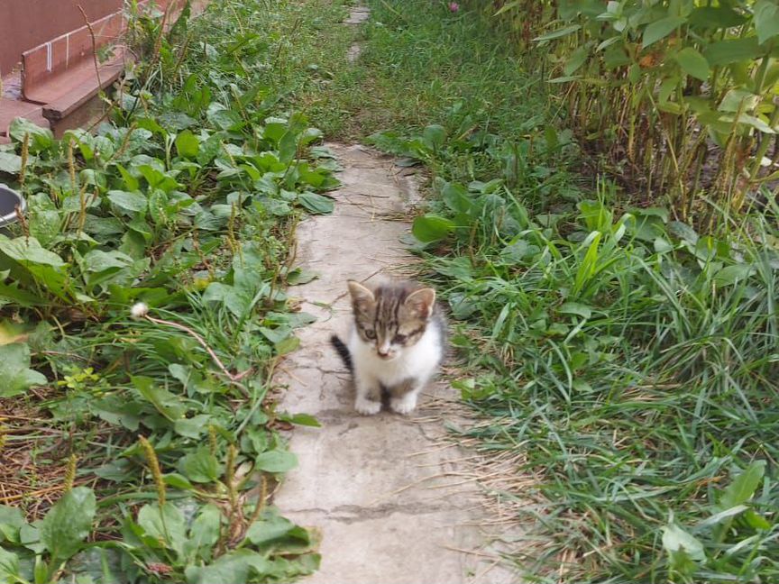Котик рыжий кот а другой кошка