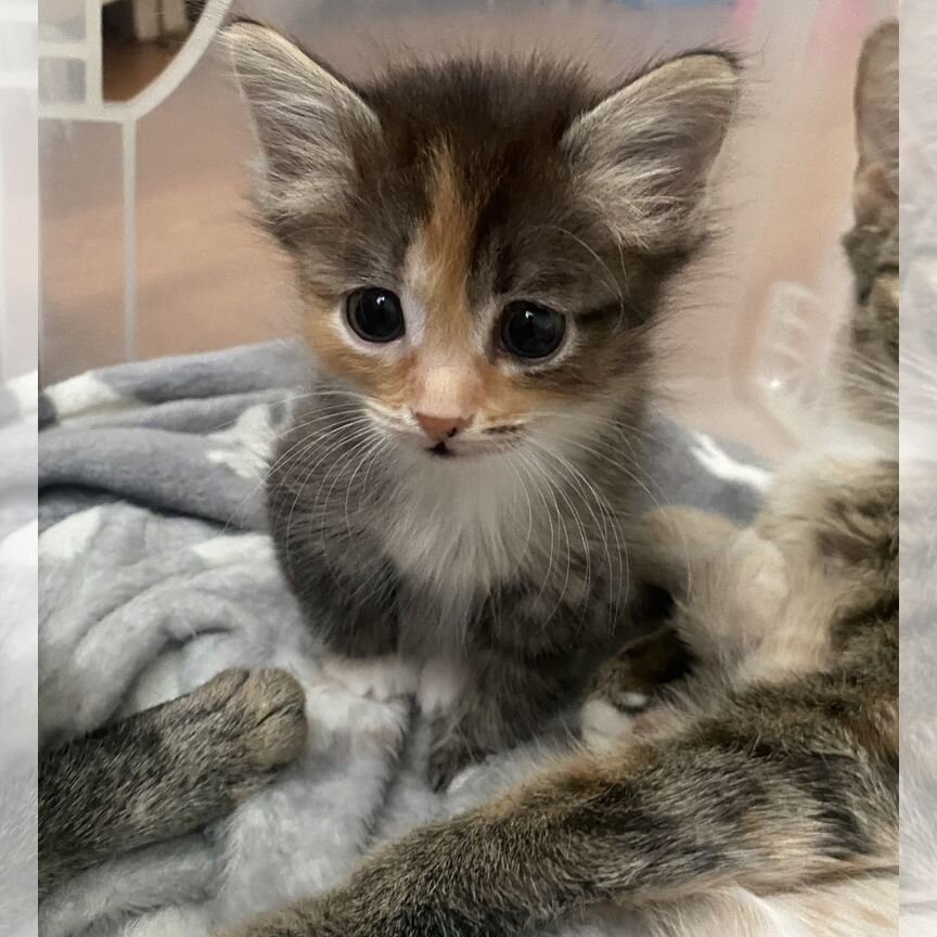 Котёнок в добрые руки