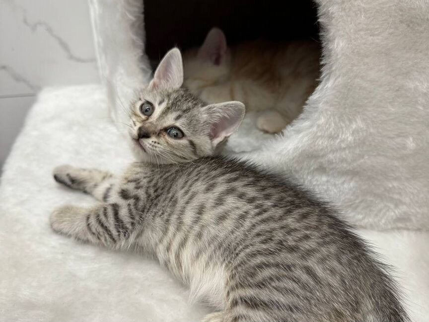 Шотландский прямоухий котик