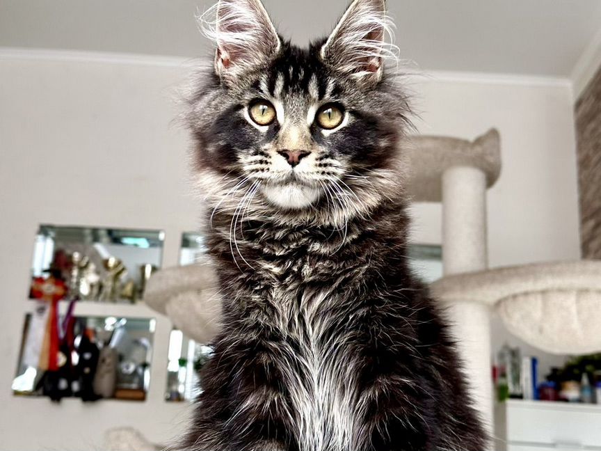 Мейн-кун красотка n25