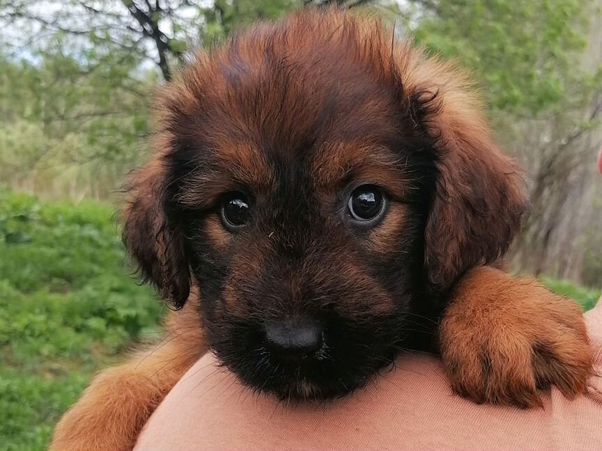 Мохнатое чудо