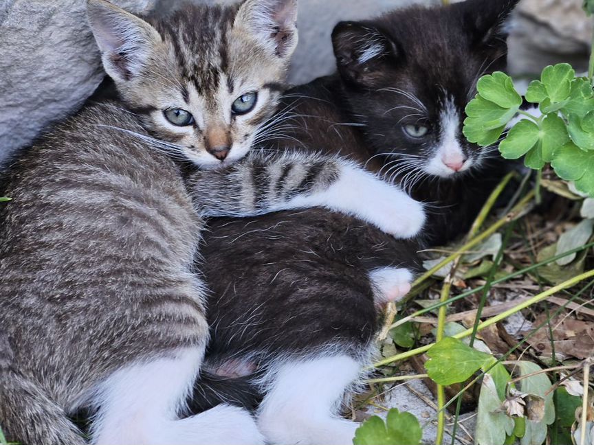 Котята