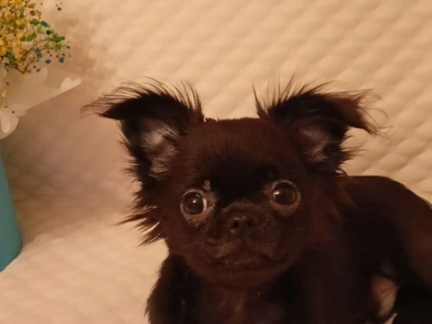 Чихуахуа щенок