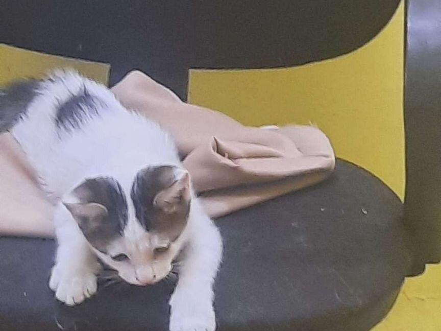 Кошка в дар