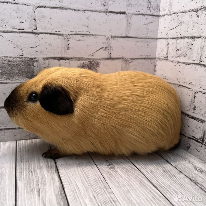 Морская свинка калифорния, мальчик