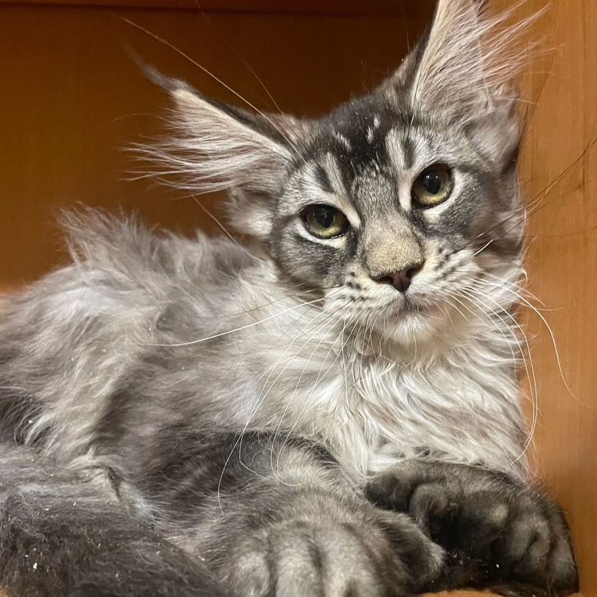 Мейн-кун полидакт