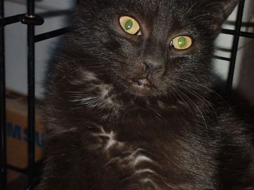 Котенок малышка