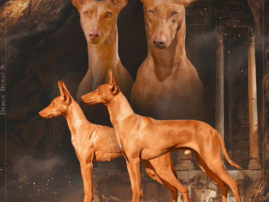 Чирнеко дель этна кобель для вязок