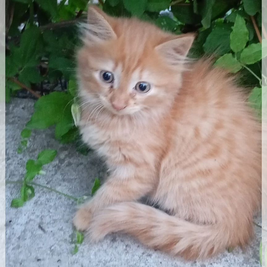 Рыжий котенок в добрые руки