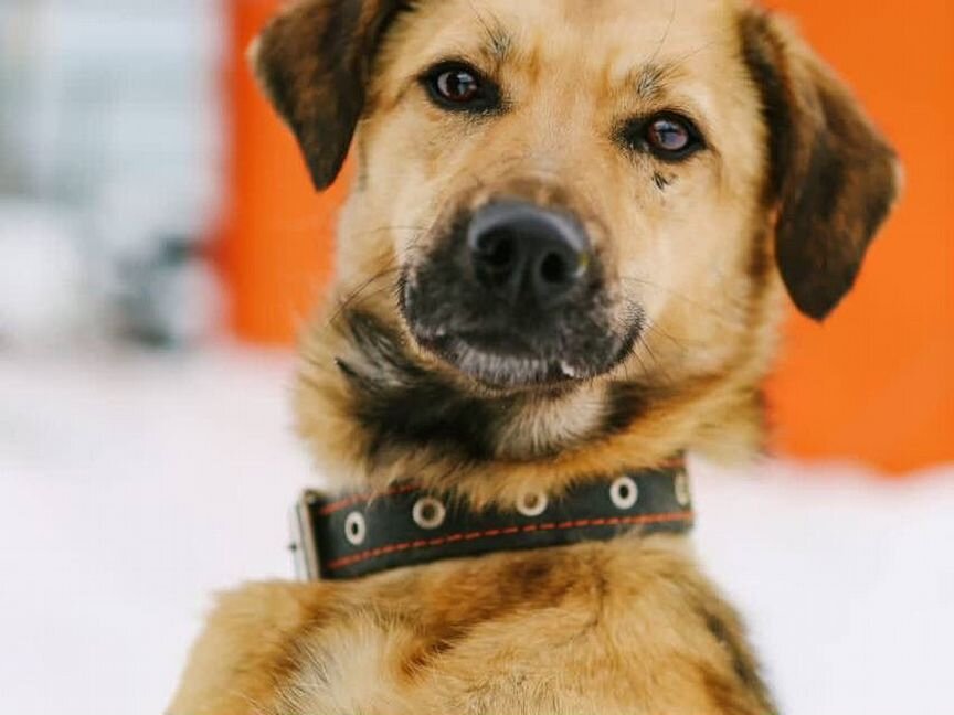 Рейчел