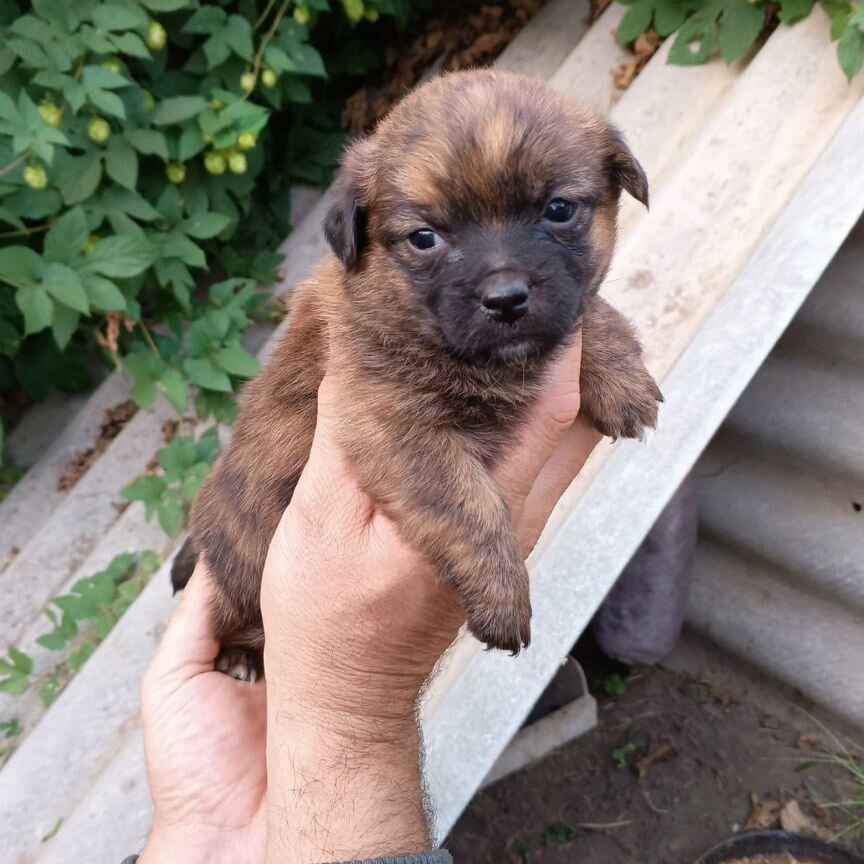 Щенки красивой маленькой собачки. бесплатно