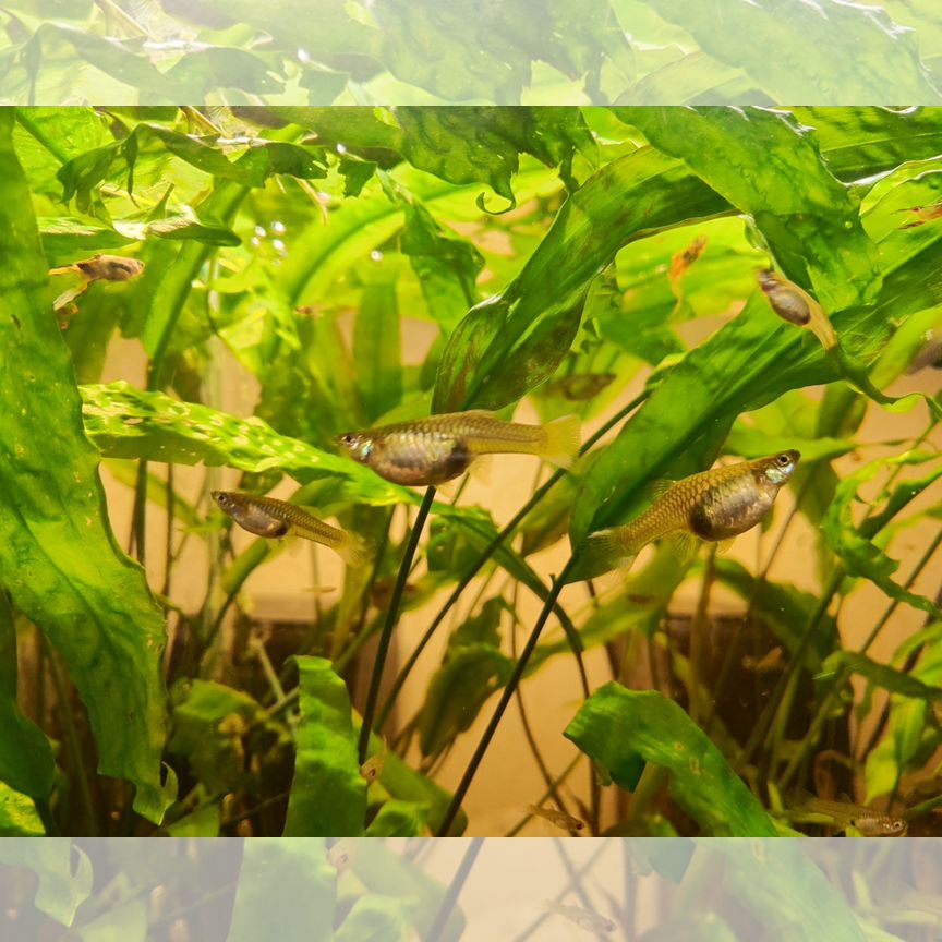 Аквариумные рыбки Гуппи