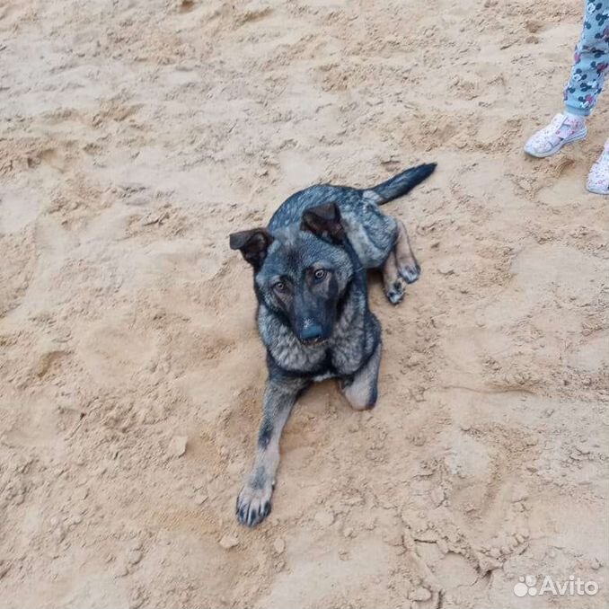 Щенок в добрые руки бесплатно кобель 5 месяцев