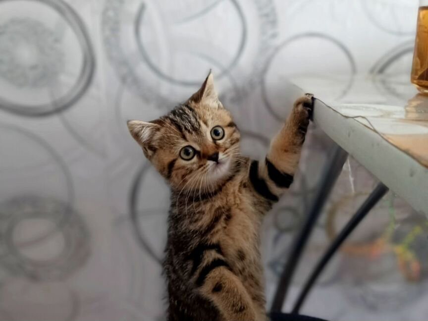 Шотладские котята