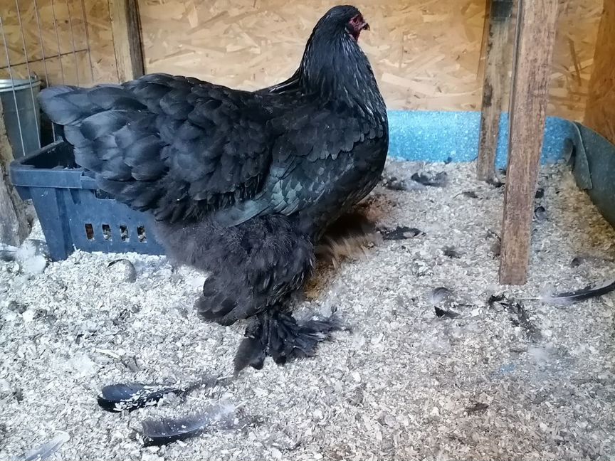 Курочка брама