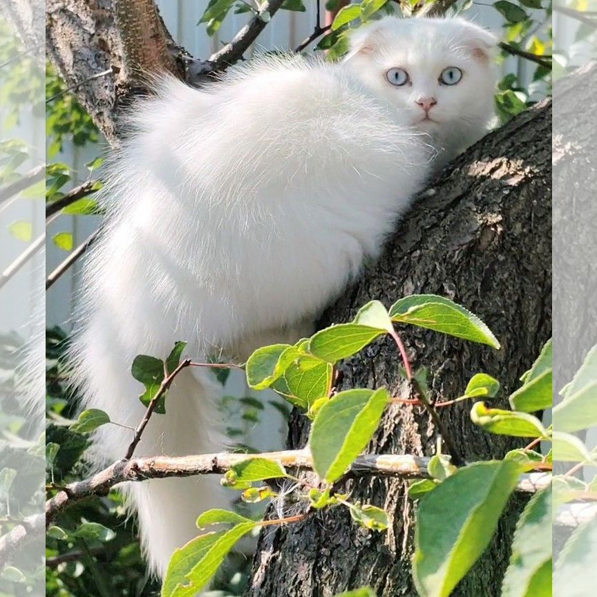 Шотландские вислоухие котята