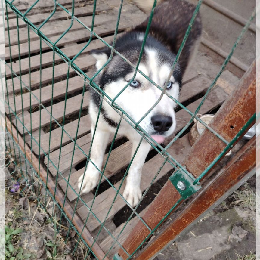 Сибирский хаски, взрослый пёс