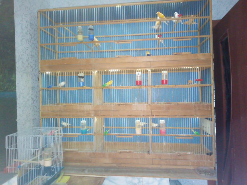 Певчие птицы