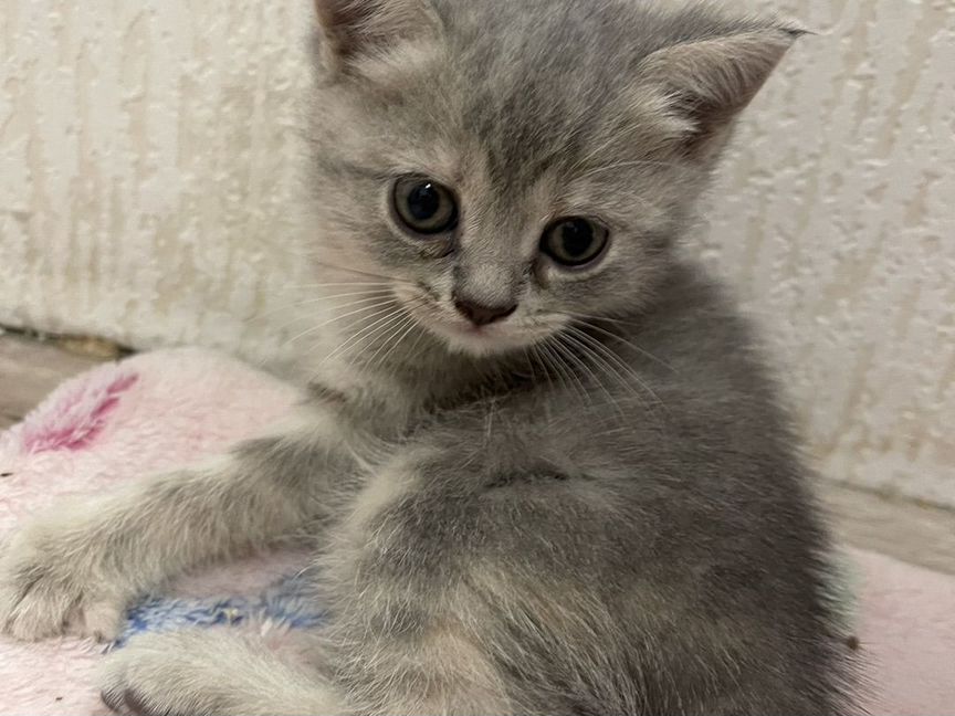 Красивые котятки от британской кошки