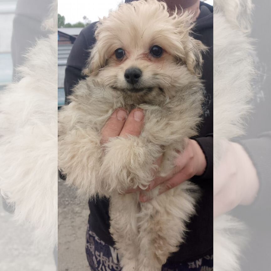 Щенки шпица