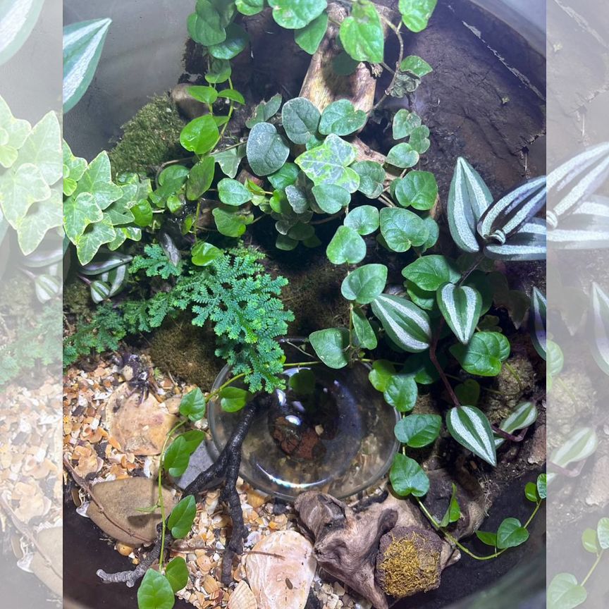 Продам флорариум с крабом