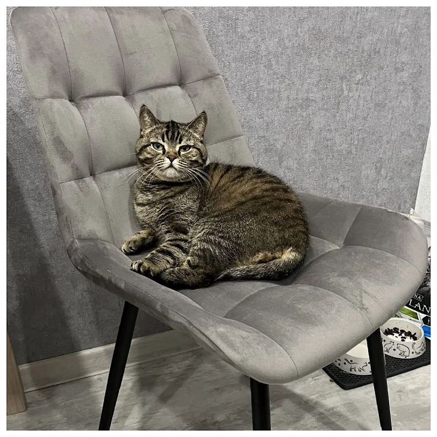 Взрослая, кошка в добрые руки